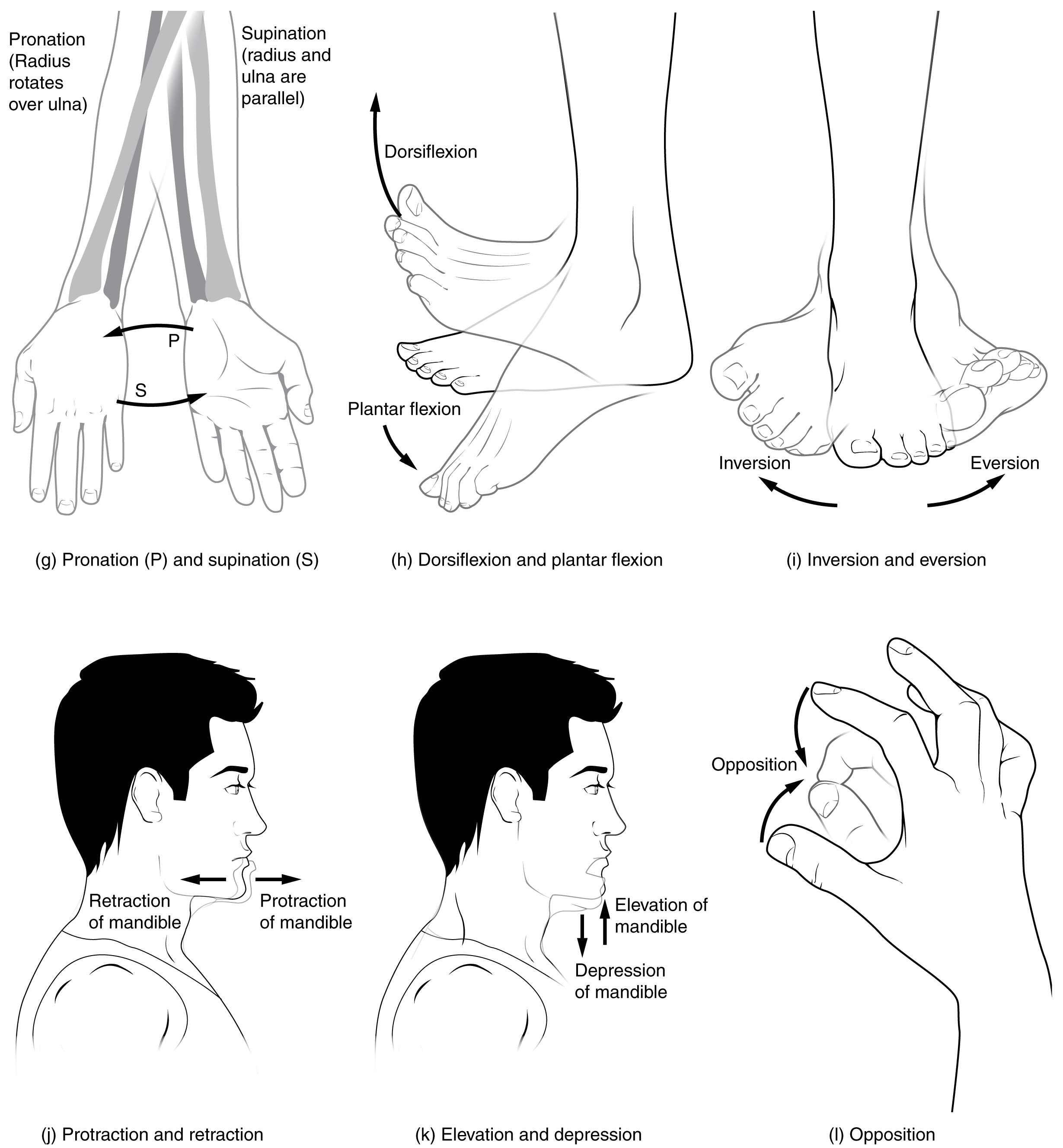 Types Of Movements Anatomy